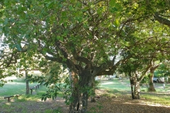 Tree 14 – Bell Park Historical Tree Trail